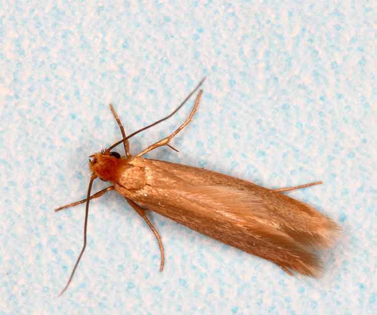 Kesähelteet saattoivat tuoda ei-toivottuja vieraita vaatekaappiin ...